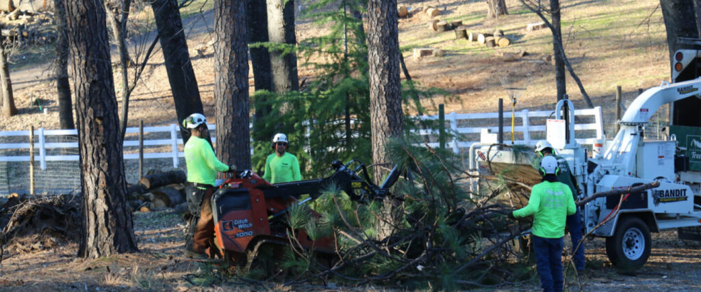 Tree Service El Dorado County - Sierra Pacific Tree Care